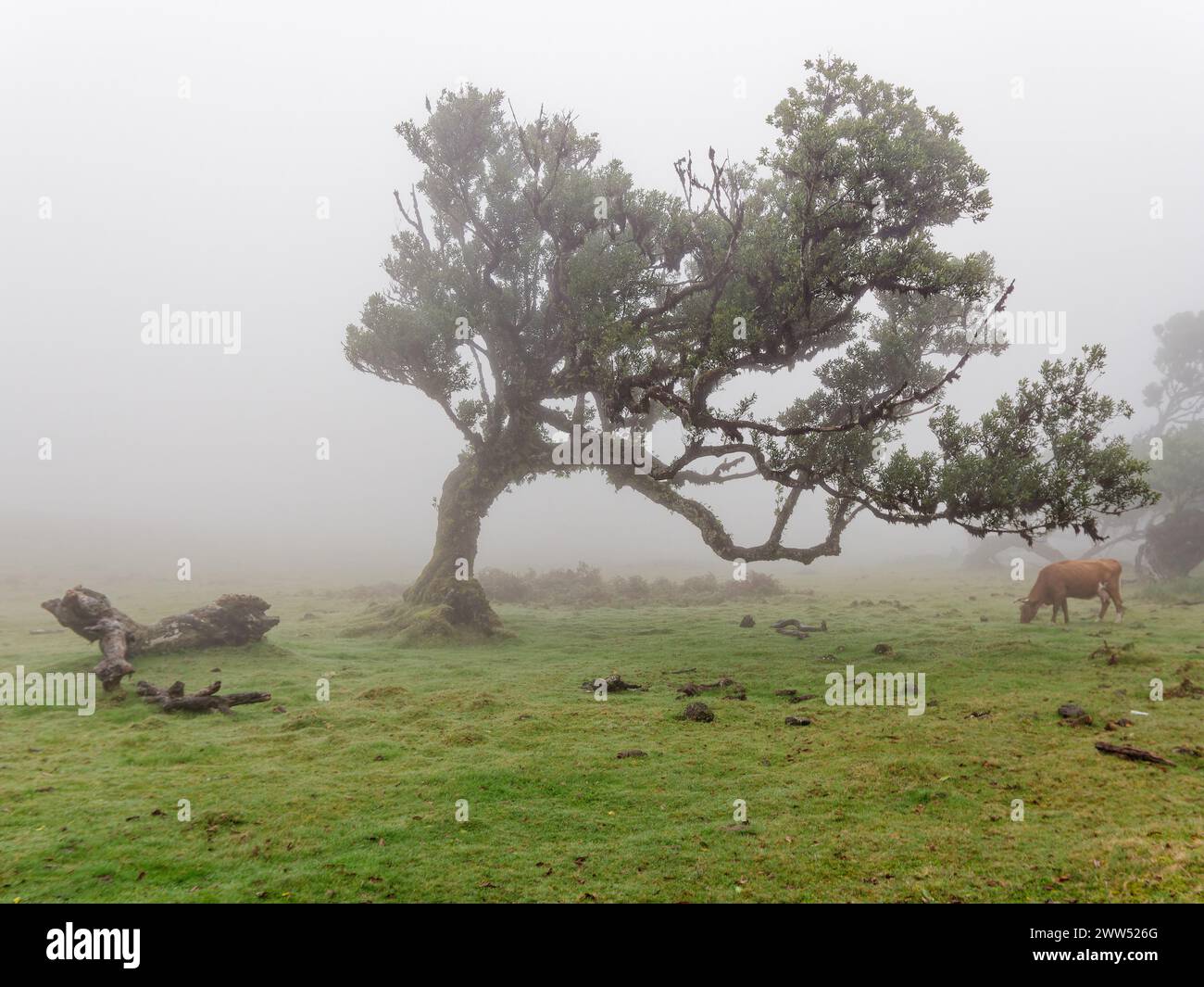 Magical foggy forest and laurel trees with unusual shapes caused by ...