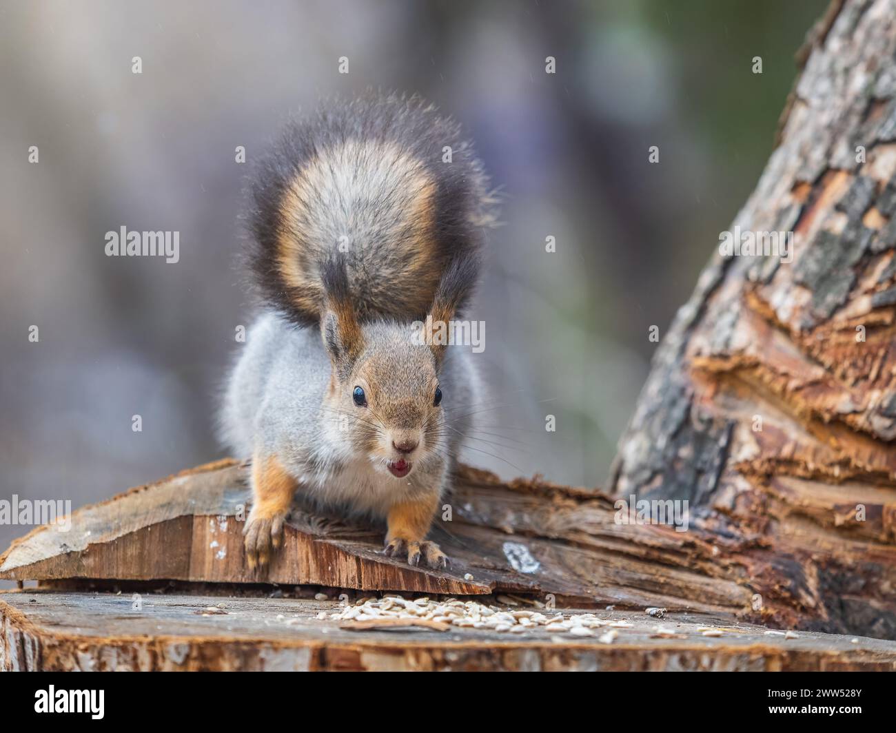 A squirrel sits on a stump and eats nuts in autumn. Eurasian red ...