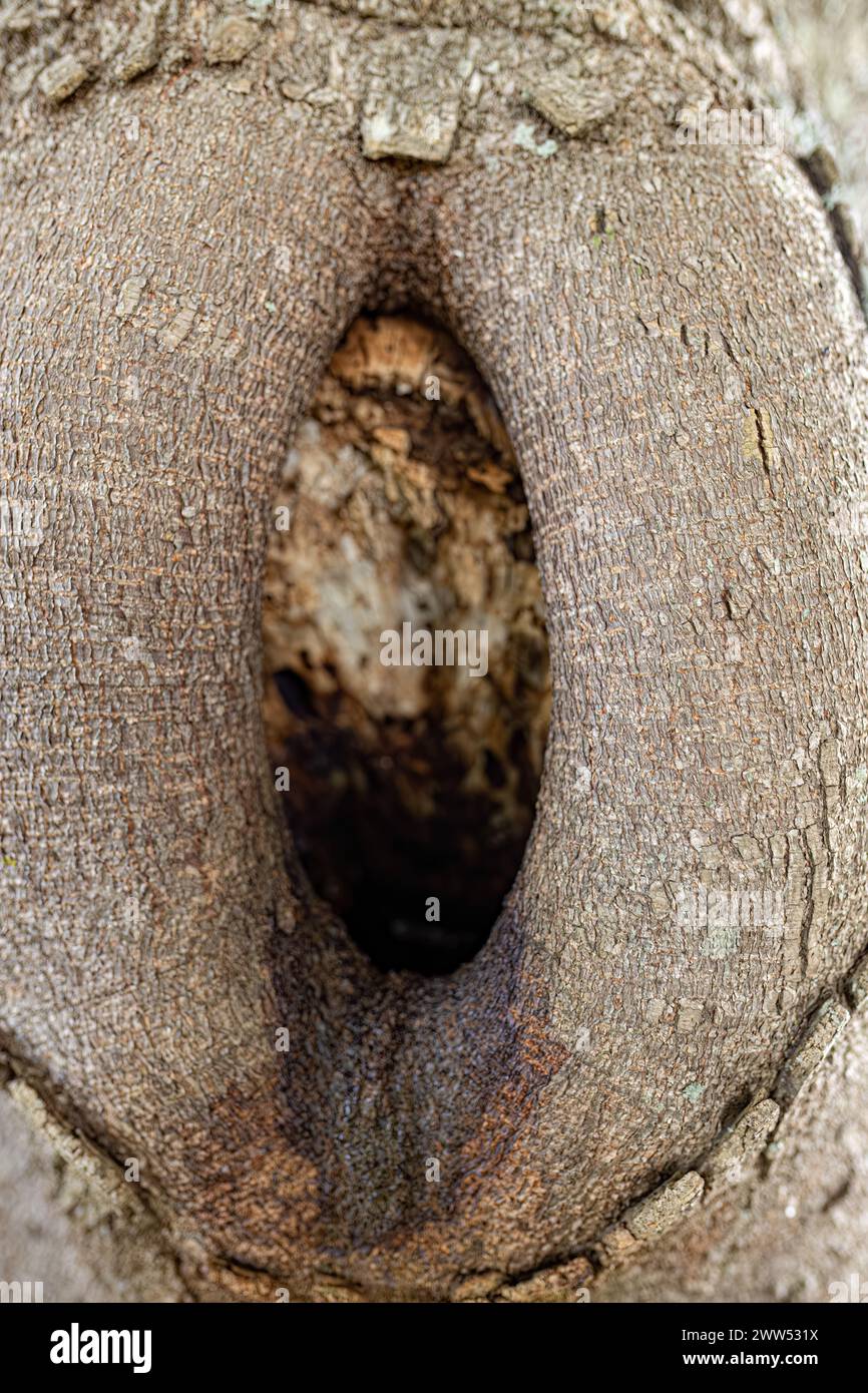 Big hole in tree hi-res stock photography and images - Alamy