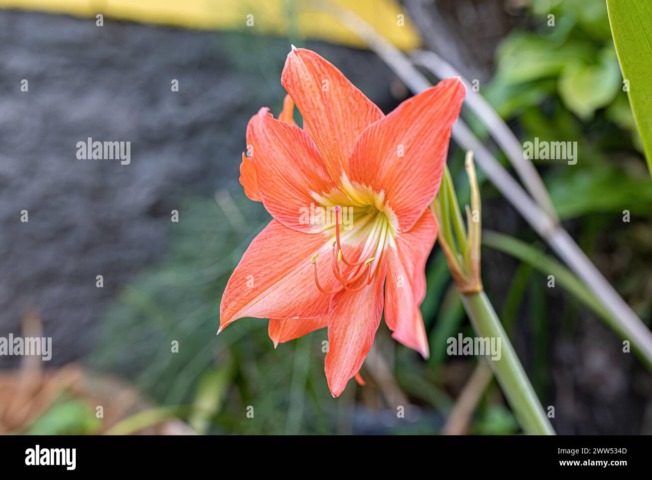 Barbados Lily Flower of the species Hippeastrum puniceum Stock Photo ...