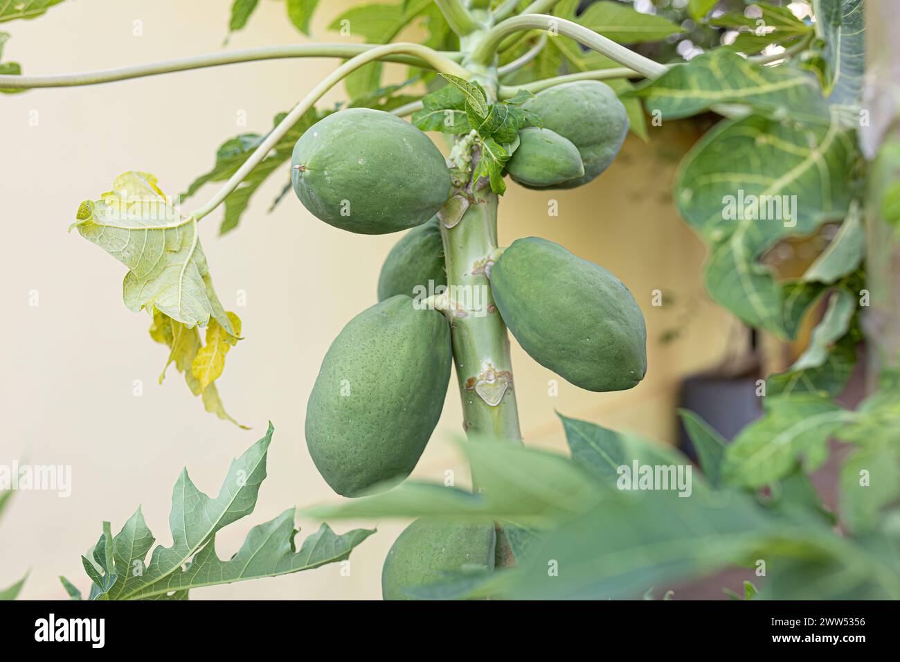 papaya tree with fruits of the species Carica papaya Stock Photo - Alamy
