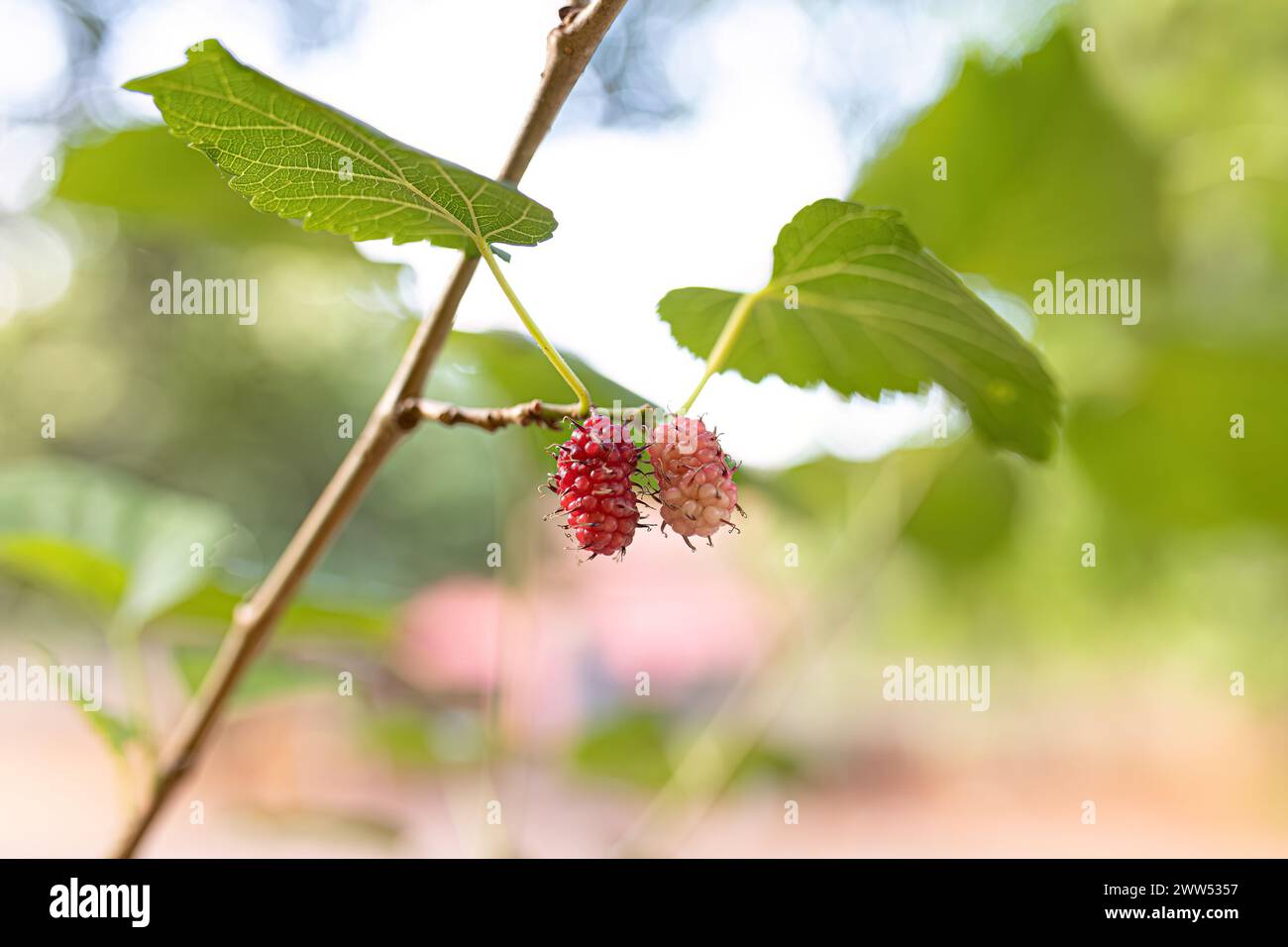 Mulberry tree morus nigra with mulberries hi-res stock photography and ...
