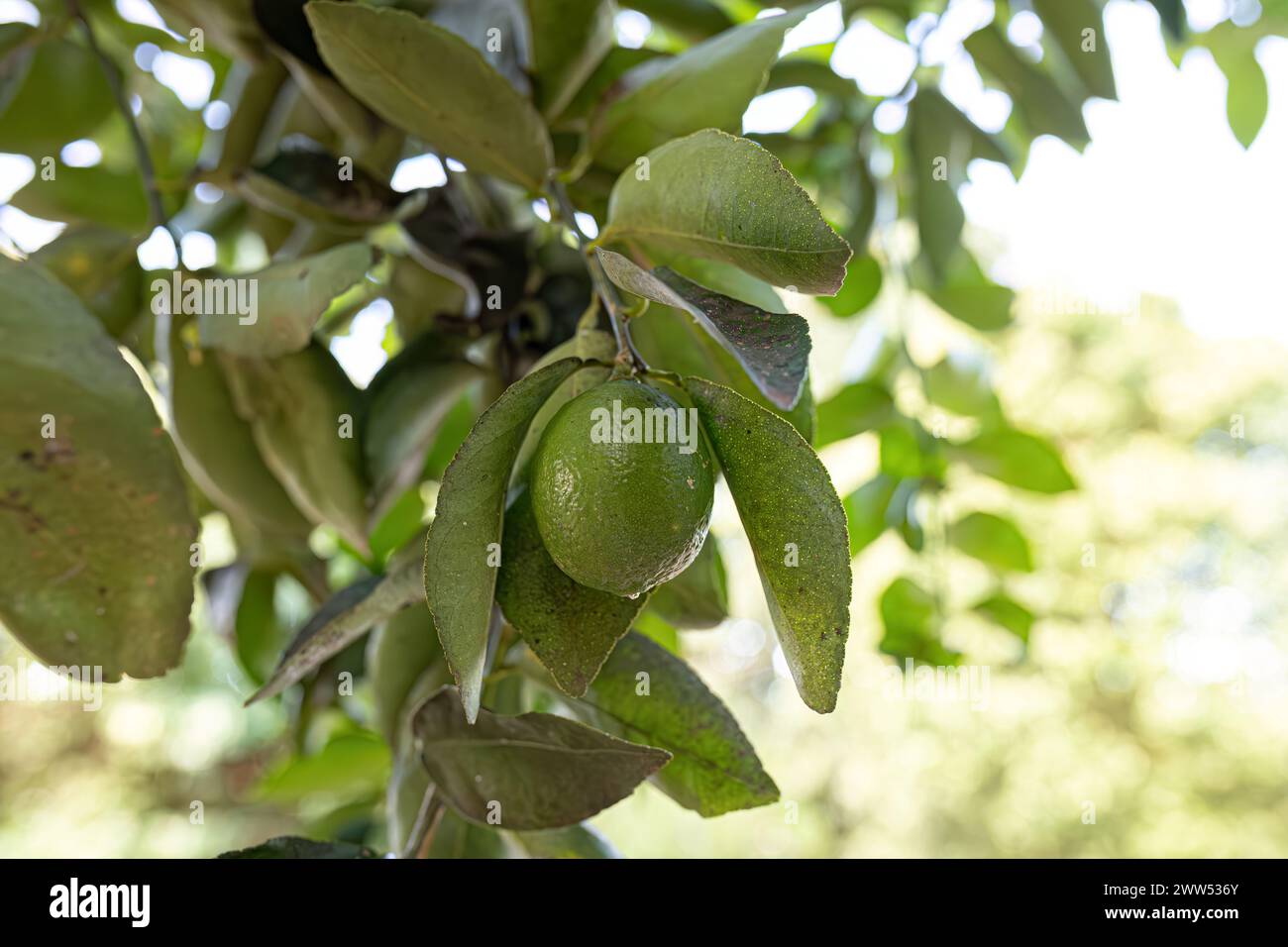 closeup on green fruits of a plant of the genus citrus Stock Photo - Alamy