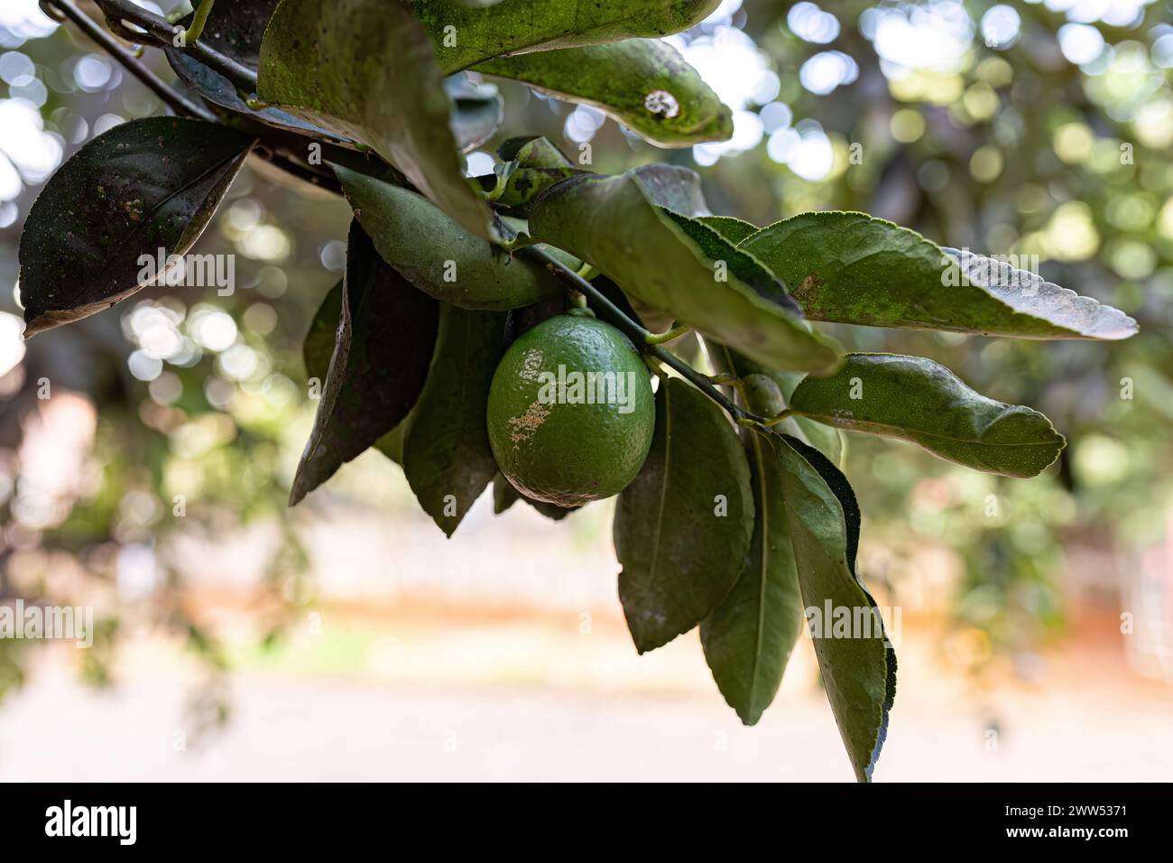 closeup on green fruits of a plant of the genus citrus Stock Photo - Alamy