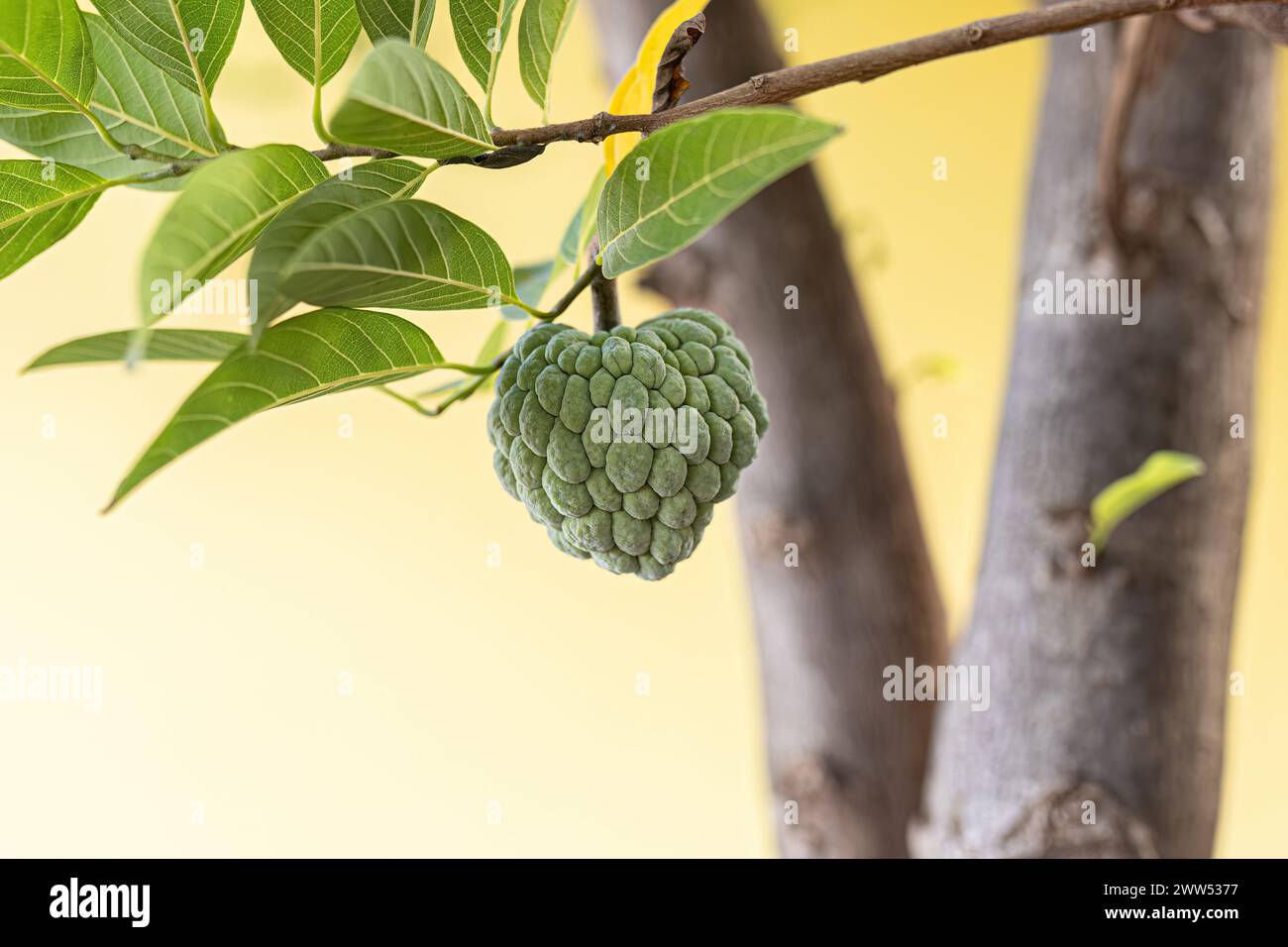 Sweetsop green fruit species annona hi-res stock photography and images ...