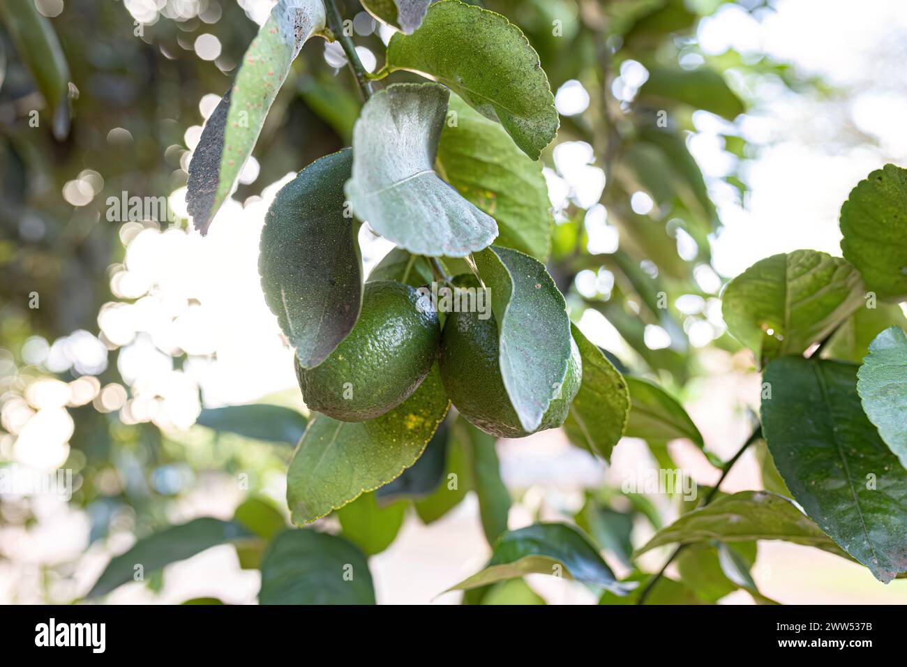 closeup on green fruits of a plant of the genus citrus Stock Photo - Alamy