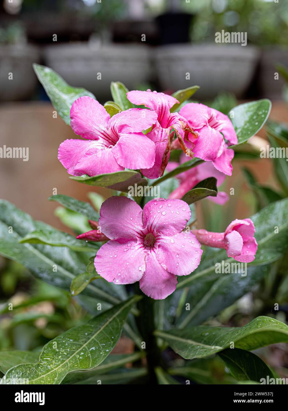 Desert Rose Plant of the species Adenium obesum Stock Photo - Alamy