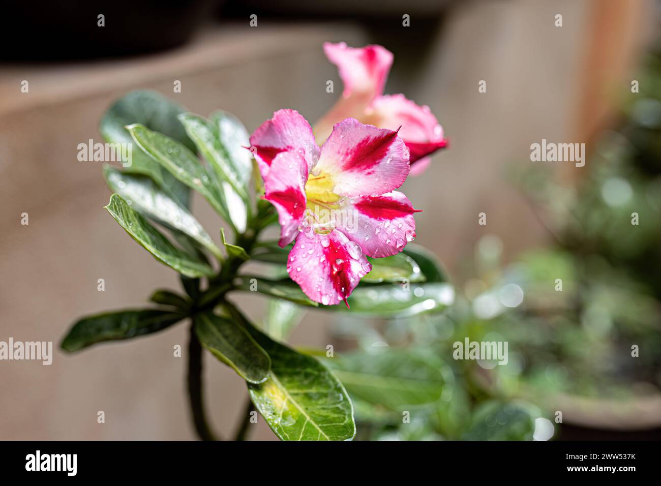 Desert Rose Plant of the species Adenium obesum Stock Photo - Alamy
