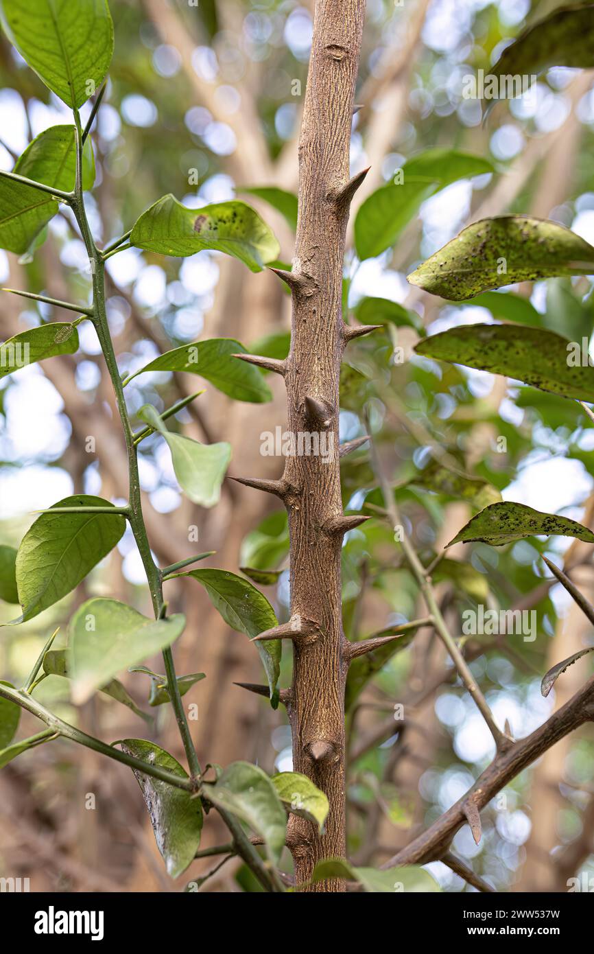 Lemon tree with thorns hi-res stock photography and images - Alamy
