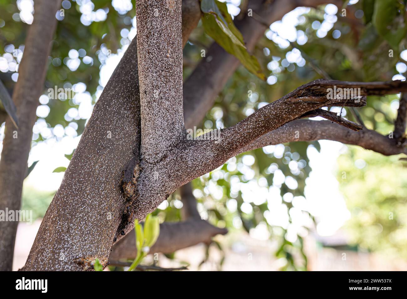 Citrus Snow Scale Insect of the species Unaspis citri on lemon tree ...