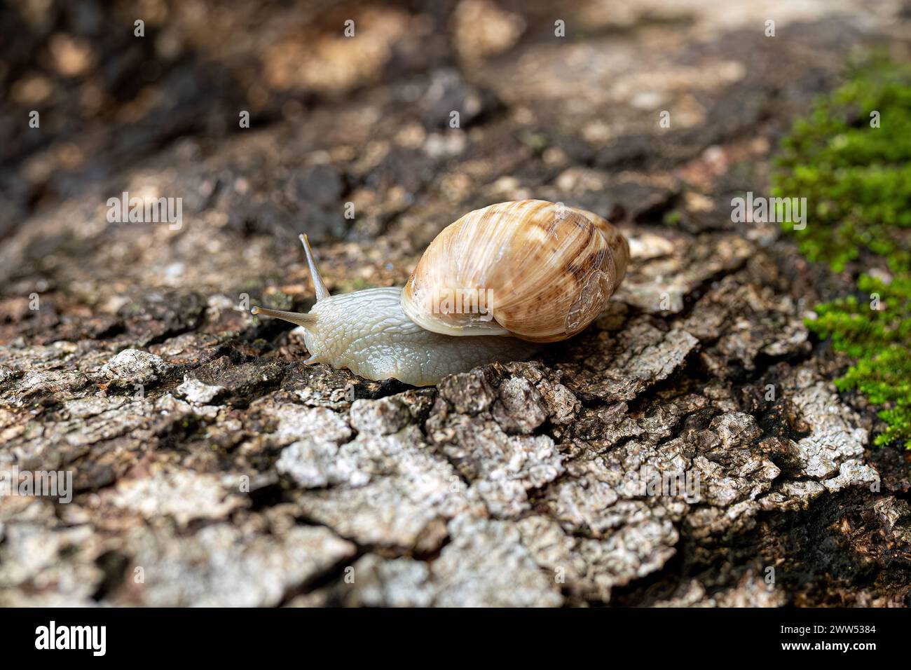 White Helicinan Snail of the Genus Drymaeus Stock Photo - Alamy