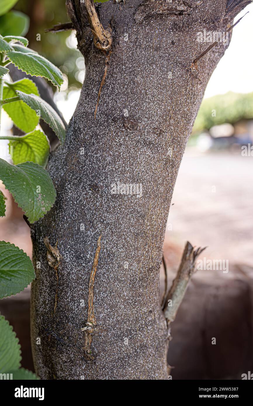Citrus Snow Scale Insect of the species Unaspis citri on lemon tree ...