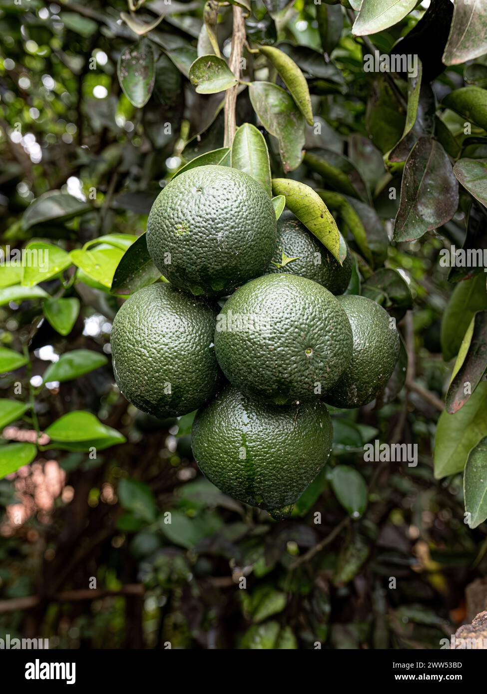 closeup on green fruits of a plant of the genus citrus Stock Photo - Alamy