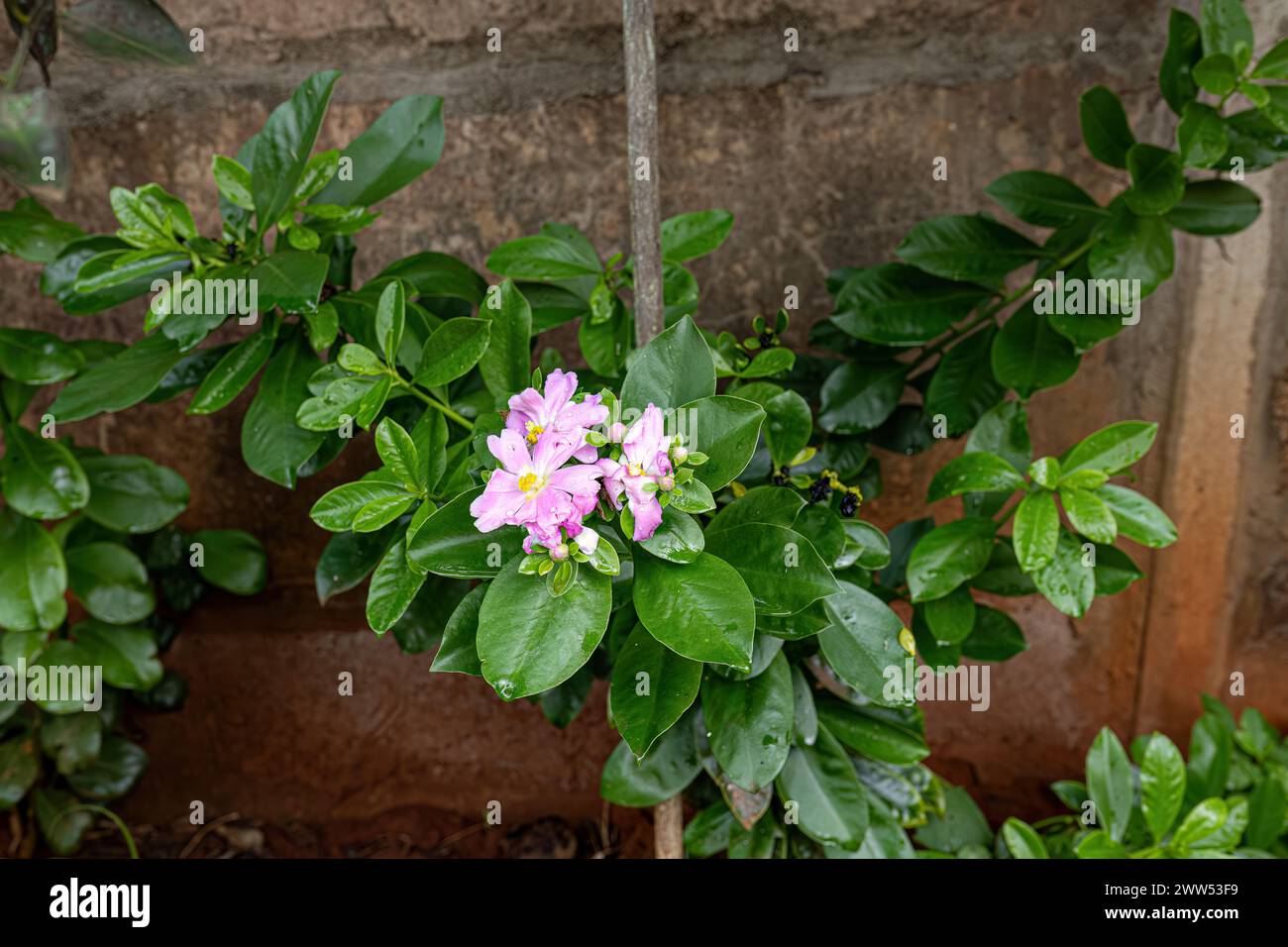 Rose Cactus Flower of the species Pereskia grandifolia Stock Photo - Alamy