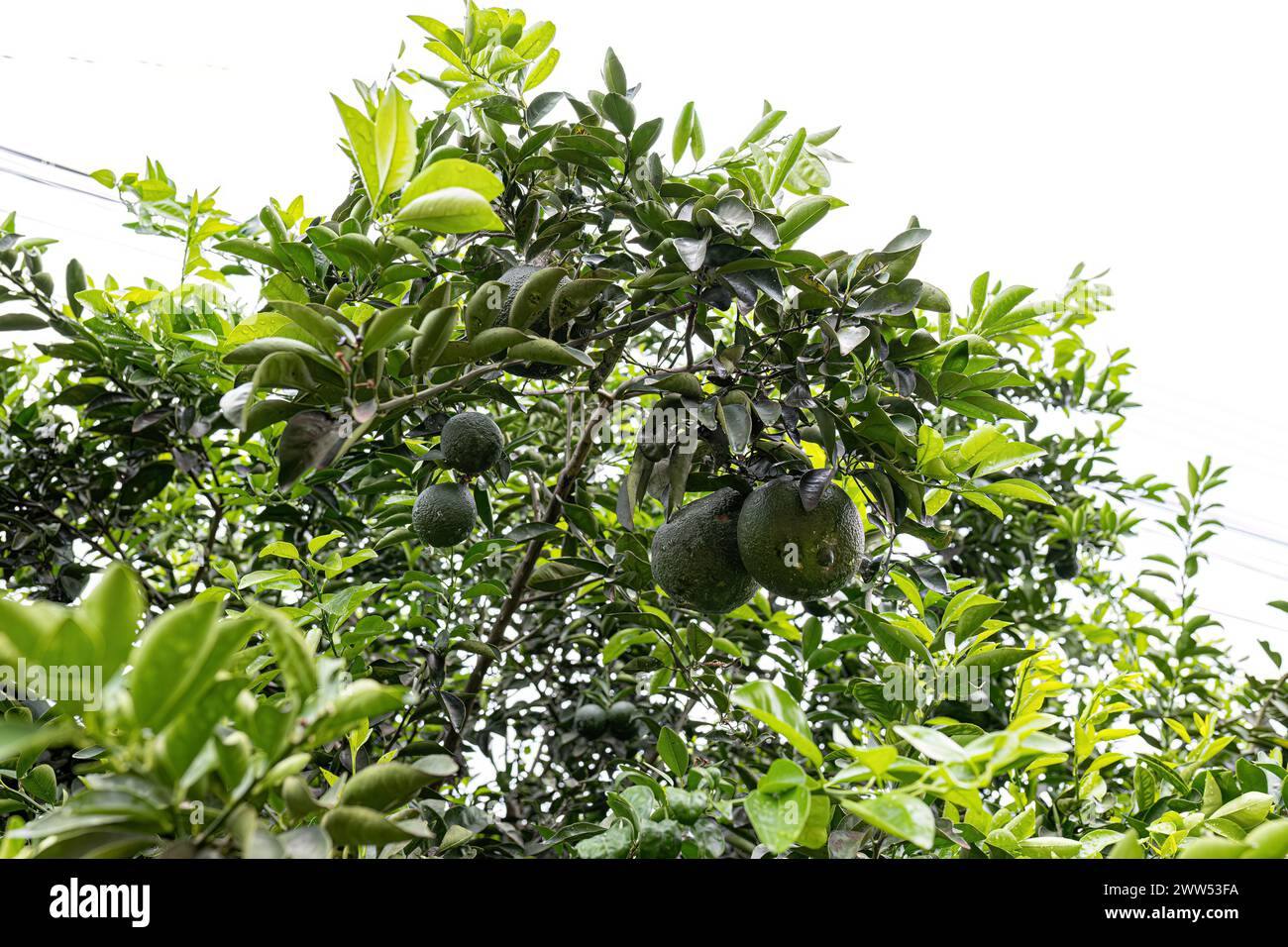 closeup on green fruits of a plant of the genus citrus Stock Photo - Alamy