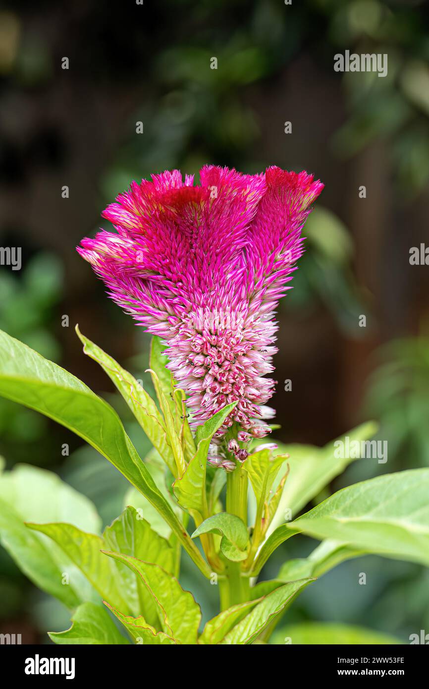 Quail Grass Flowering Plant of the species Celosia argentea Stock Photo ...
