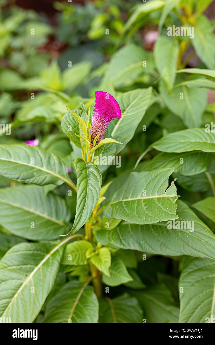 Quail Grass Flowering Plant of the species Celosia argentea Stock Photo ...