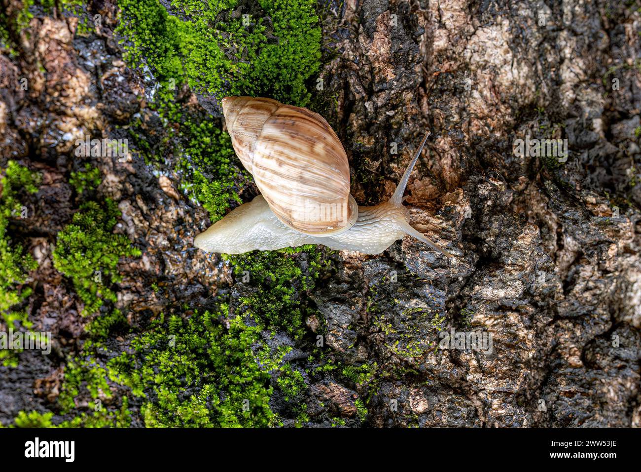 White Helicinan Snail of the Genus Drymaeus Stock Photo - Alamy