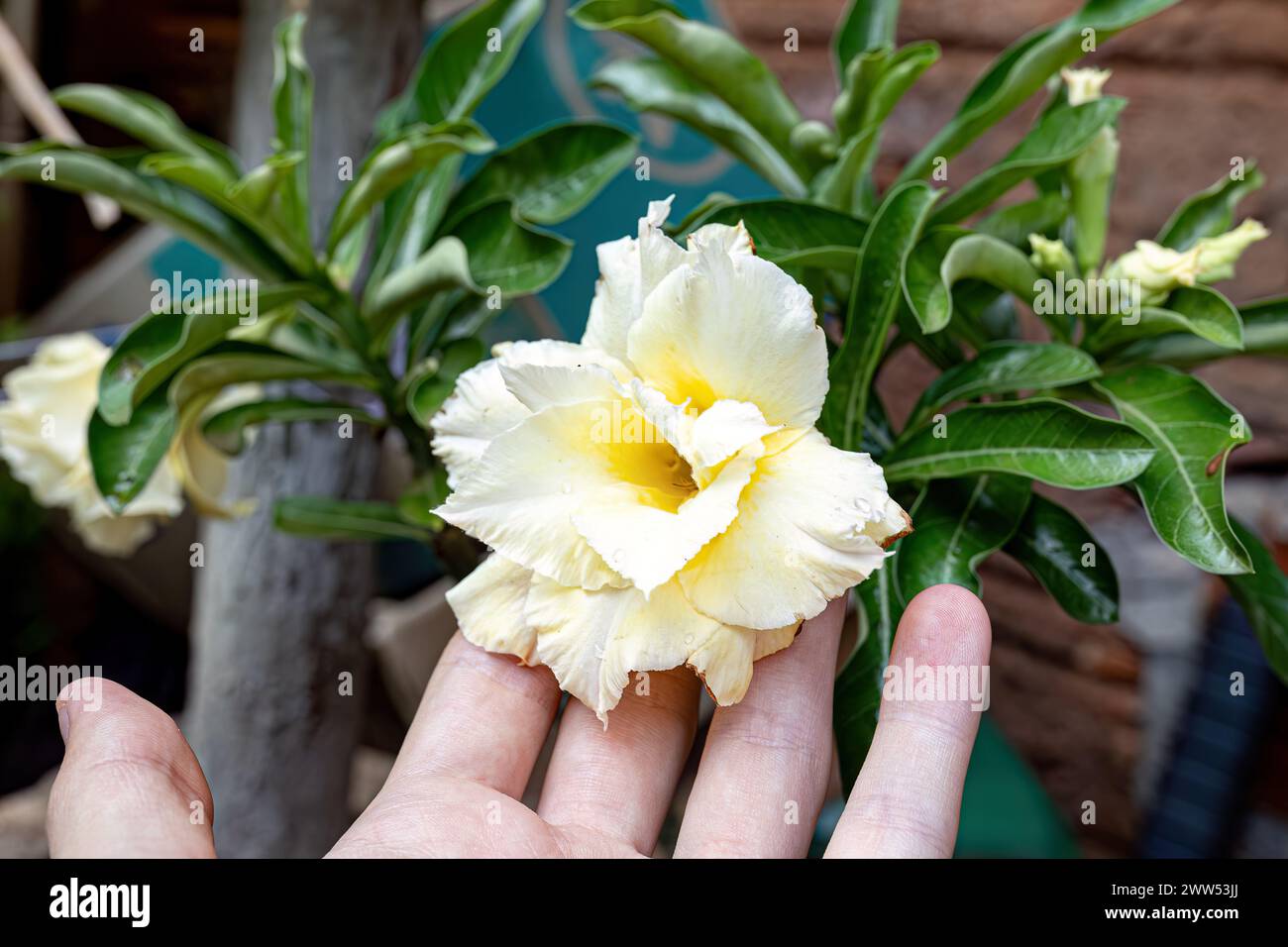 Desert Rose Plant of the species Adenium obesum Stock Photo - Alamy