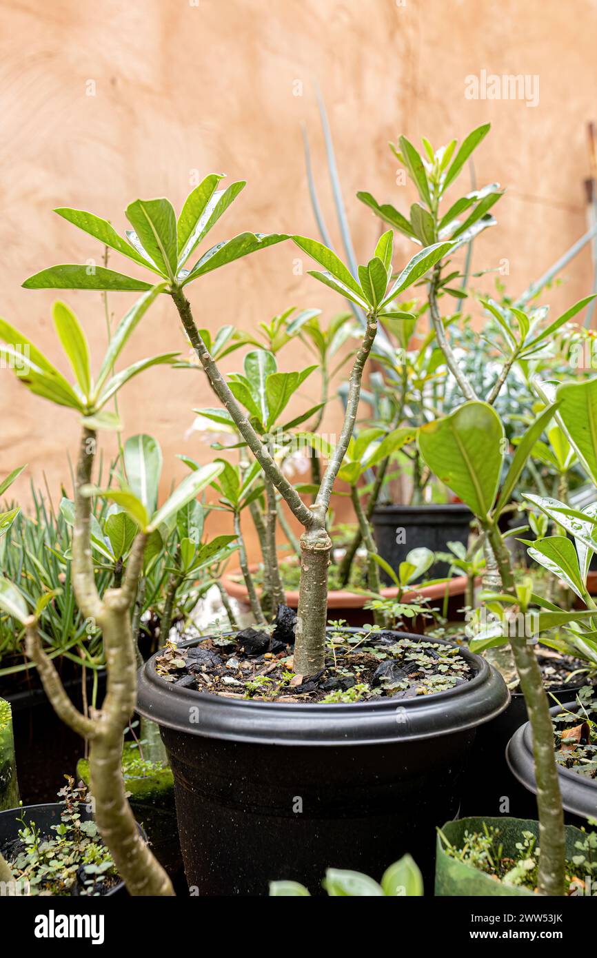 Desert Rose Plant of the species Adenium obesum Stock Photo - Alamy
