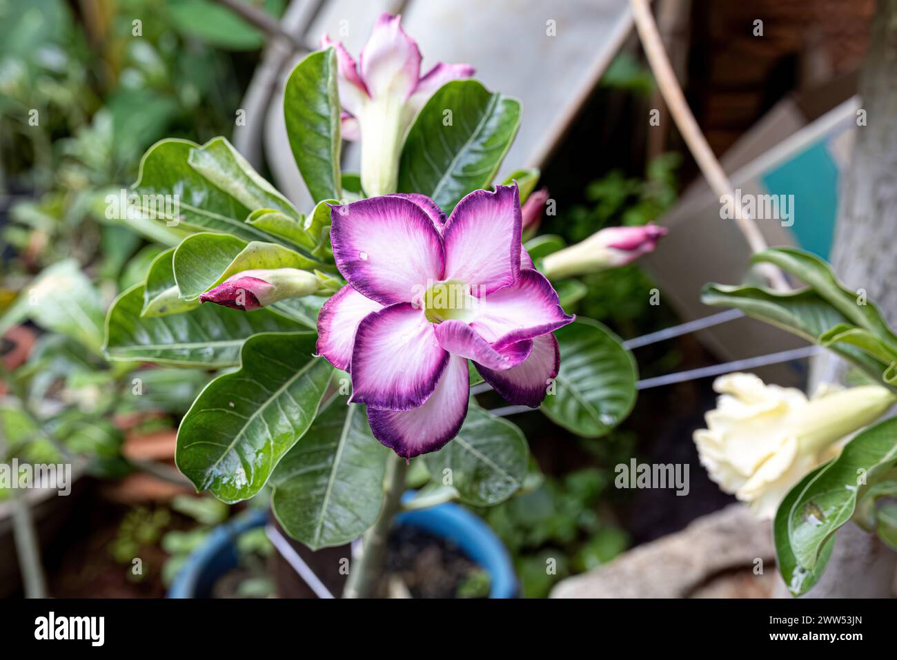 Desert Rose Plant of the species Adenium obesum Stock Photo - Alamy
