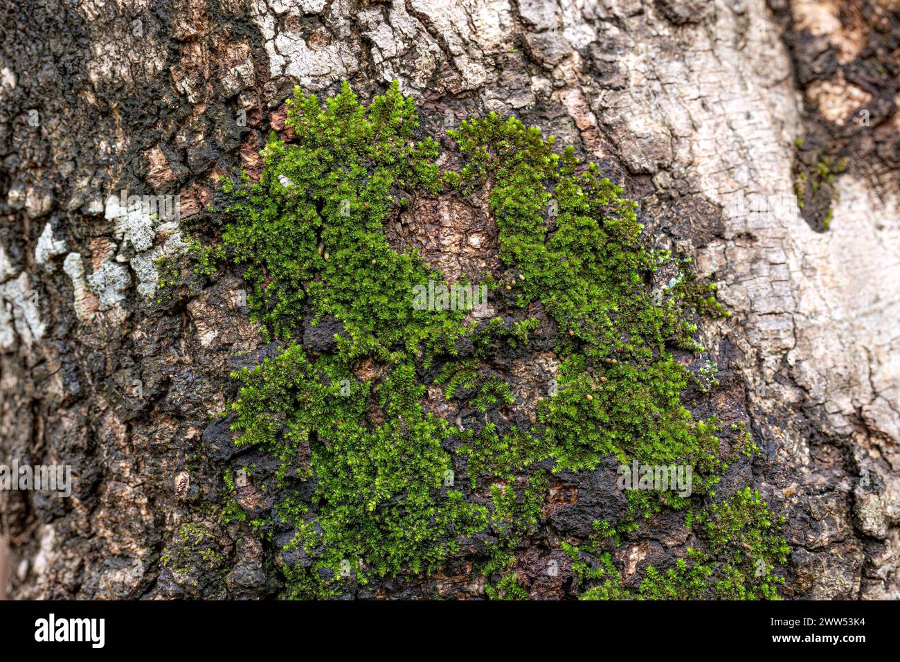 Green True Mosses of the Phylum Bryophyta Stock Photo - Alamy