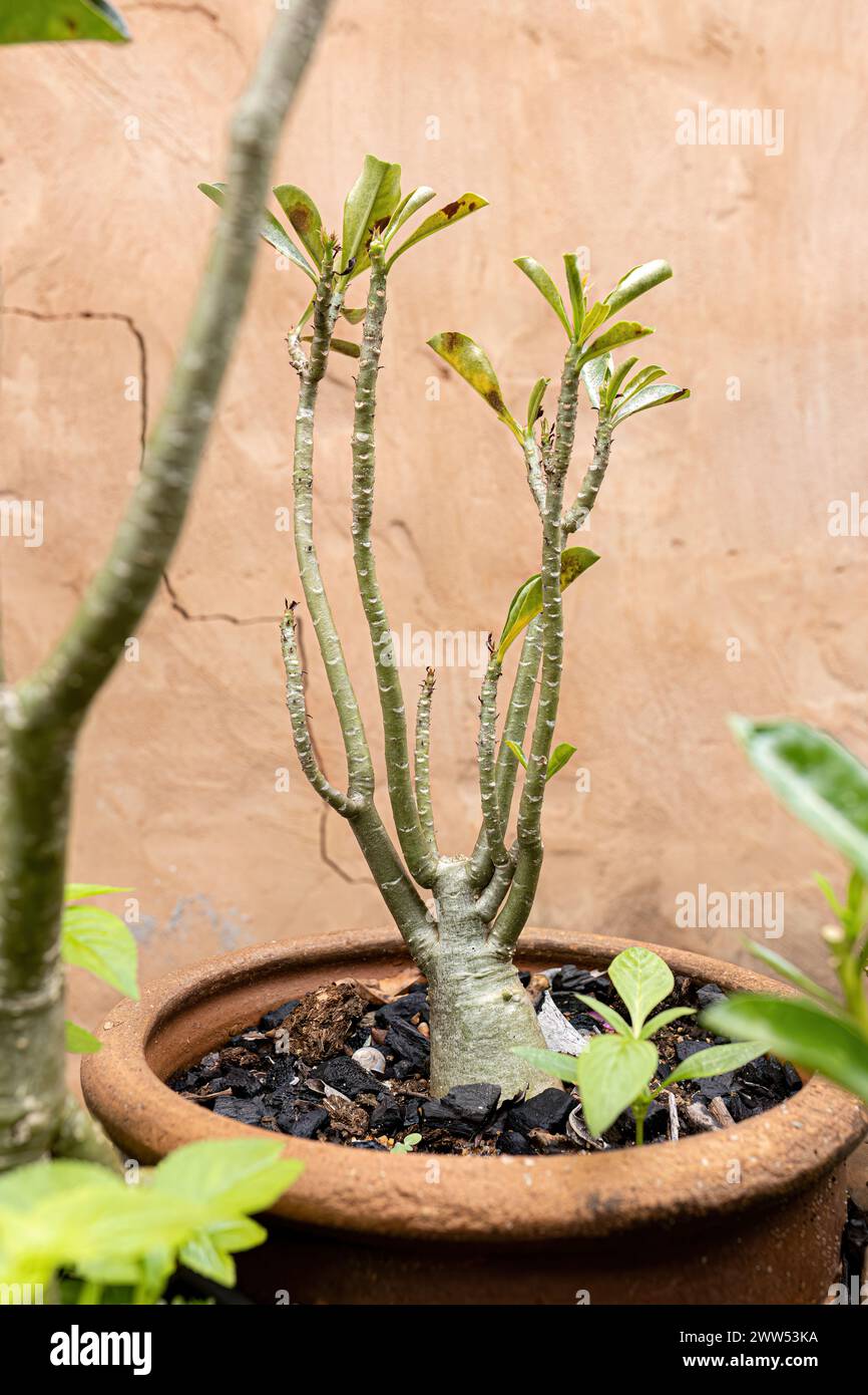 Desert Rose Plant of the species Adenium obesum Stock Photo - Alamy