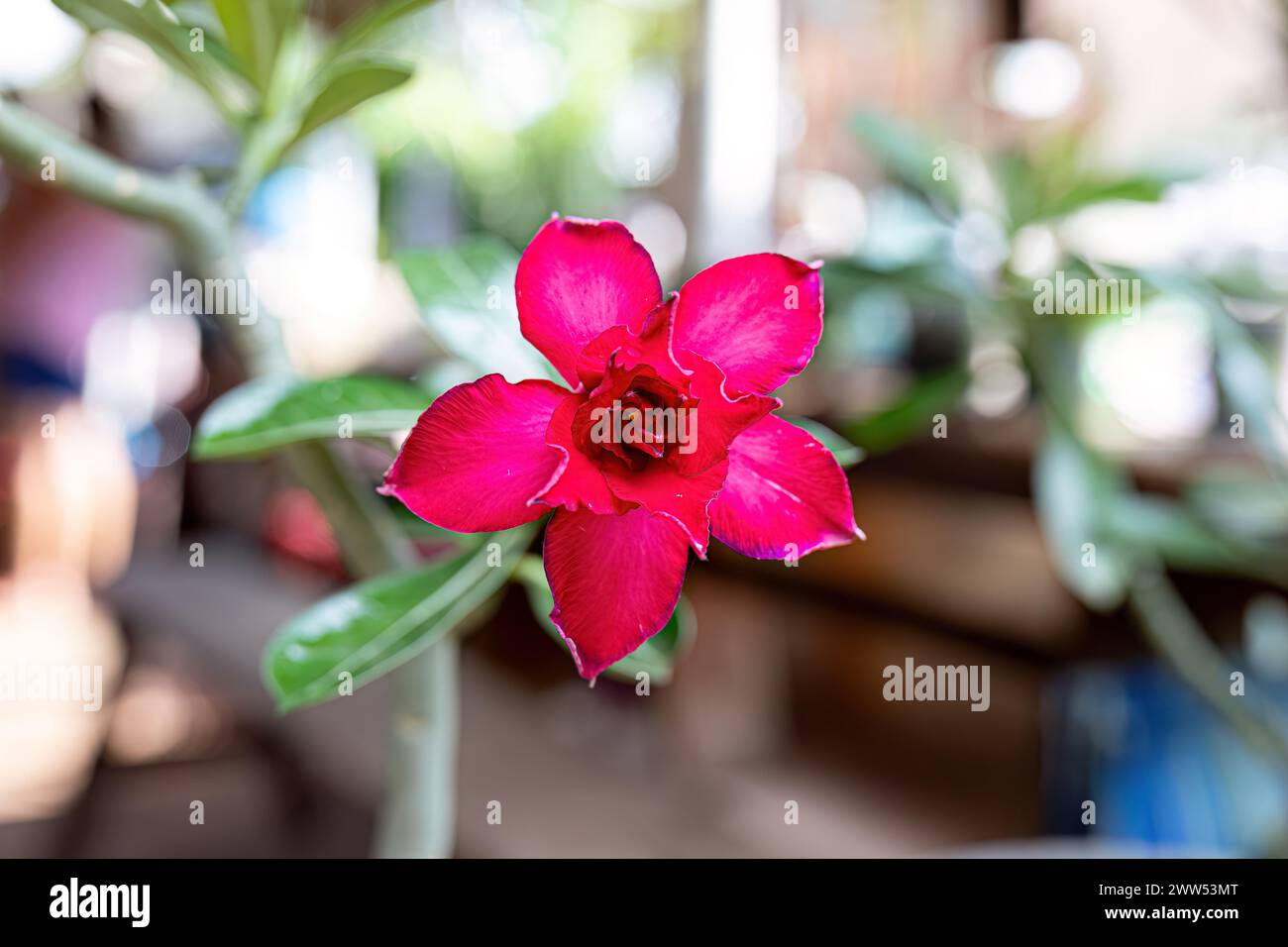 Desert Rose Plant of the species Adenium obesum Stock Photo - Alamy