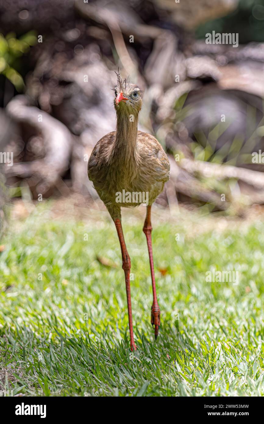 Red Legged Seriema Animal of the species Cariama cristata Stock Photo ...