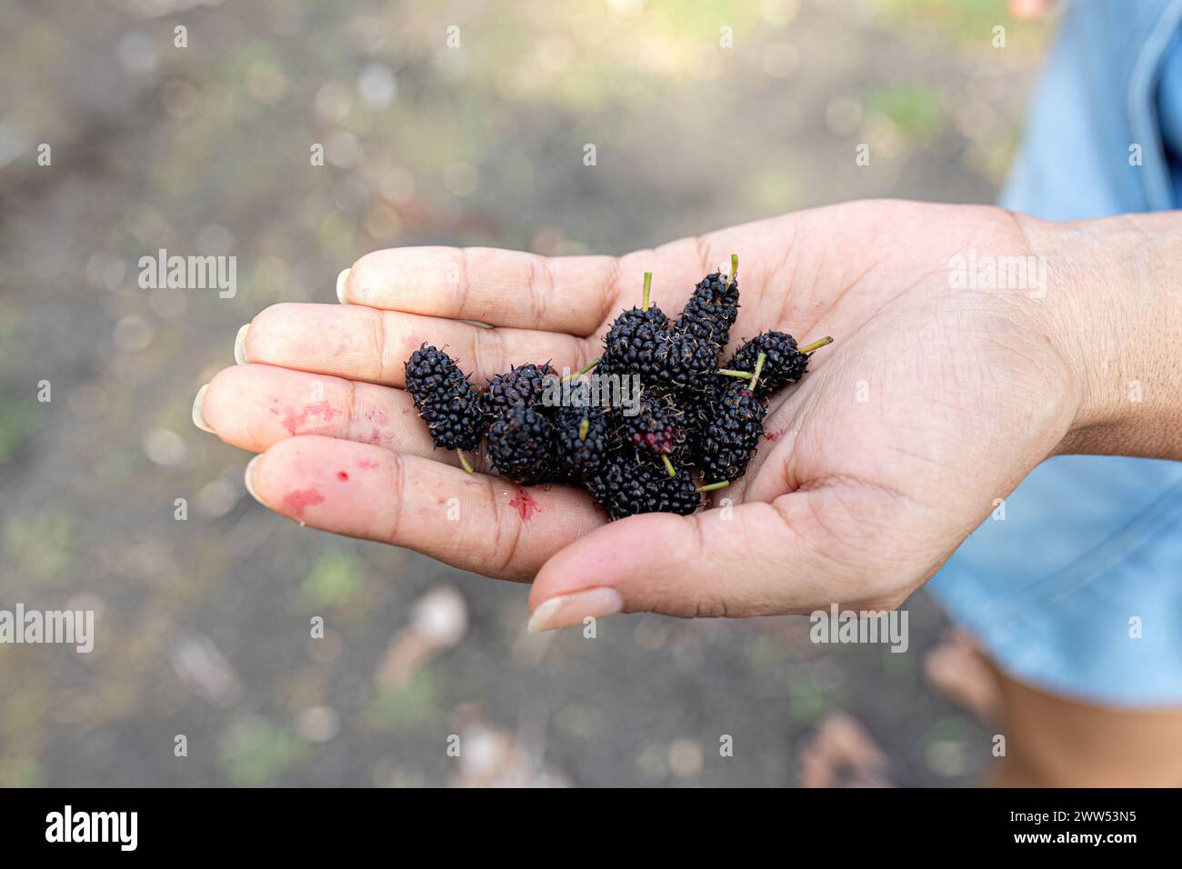 Small Mulberry fruits of the genus Morus Stock Photo - Alamy