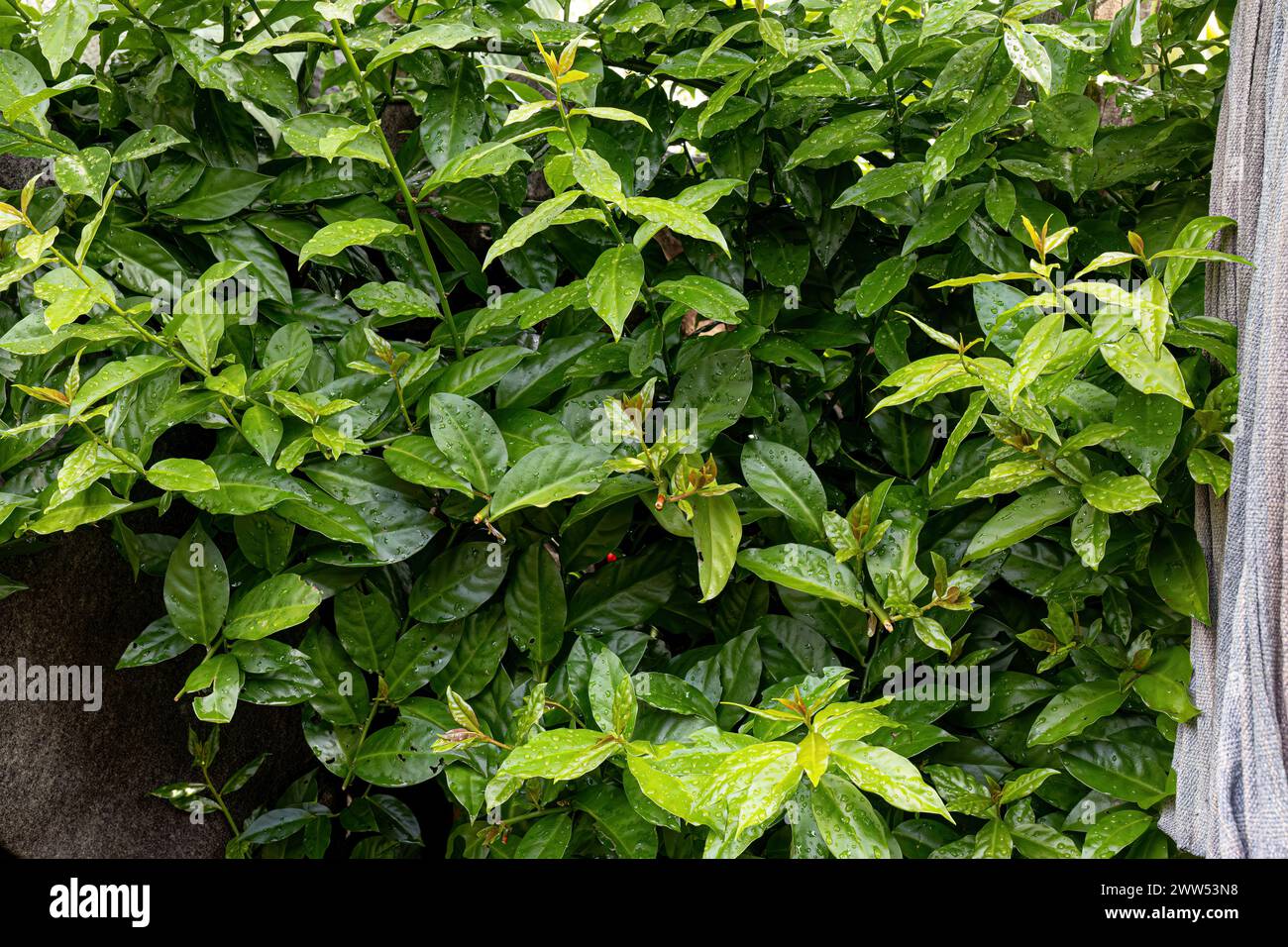 Rose Cactus Plant of the species Pereskia grandifolia Stock Photo - Alamy