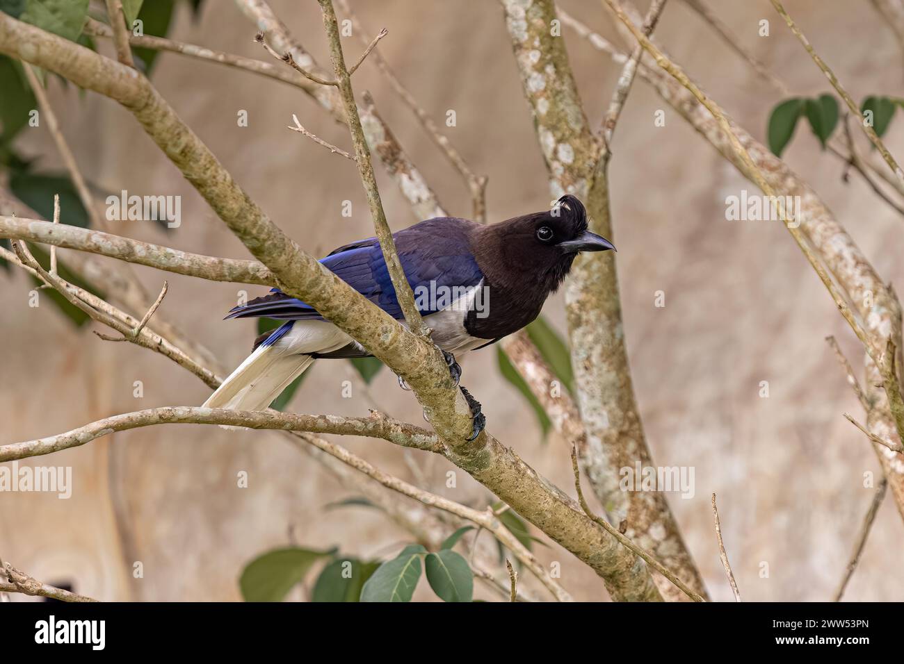 Curl crested Jay Bird of the species Cyanocorax cristatellus Stock Photo - Alamy