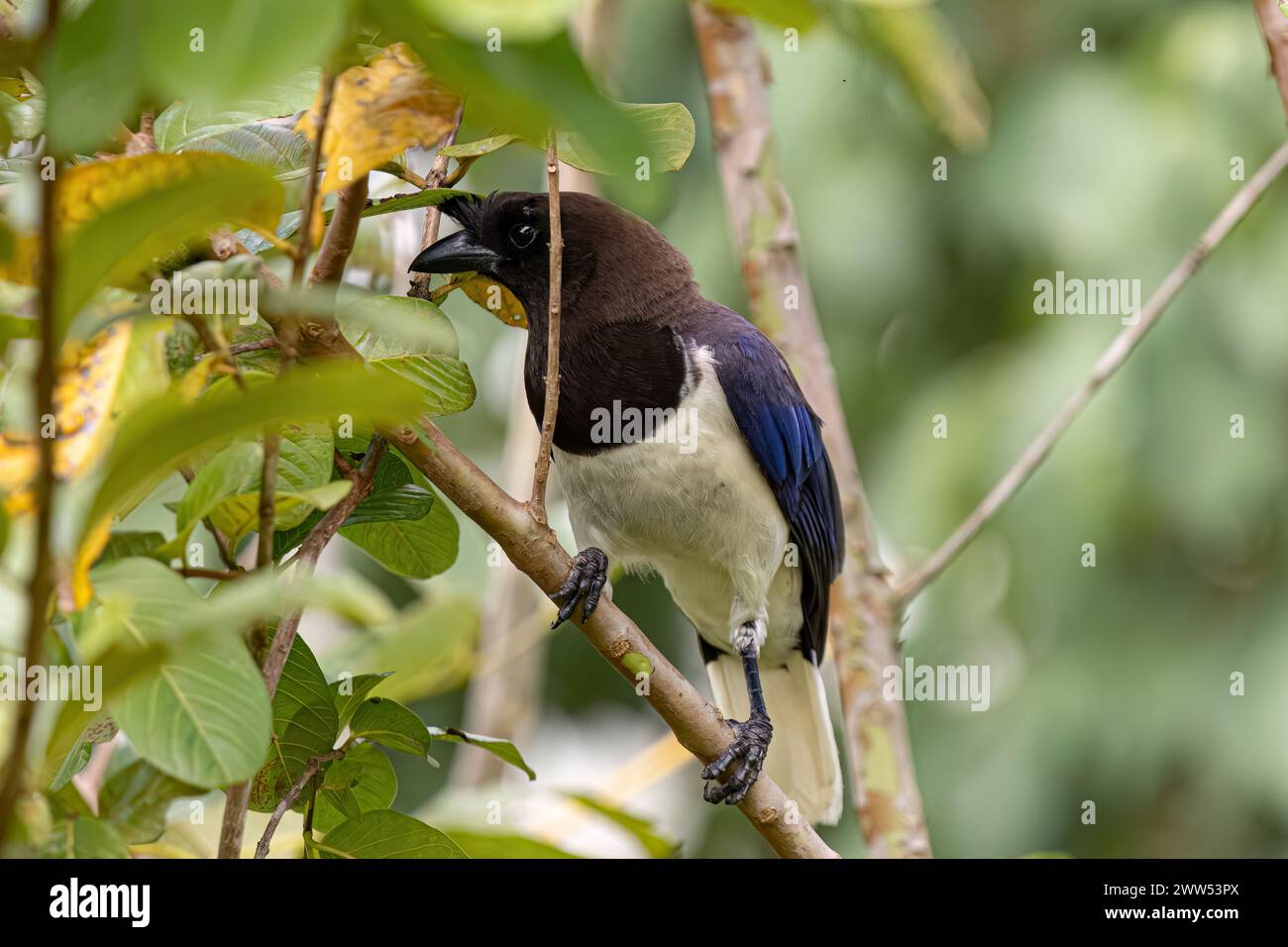 Curl crested Jay Bird of the species Cyanocorax cristatellus Stock ...