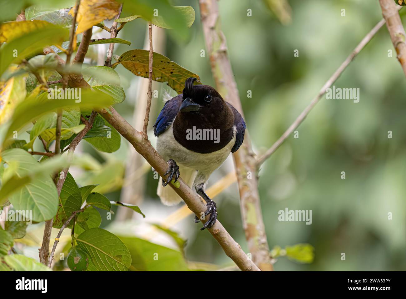 Curl crested Jay Bird of the species Cyanocorax cristatellus Stock ...