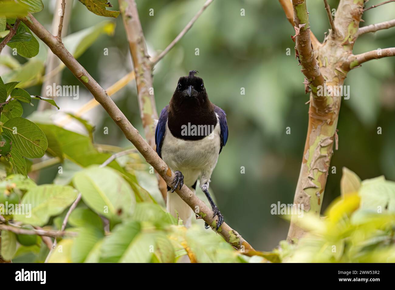 Curl crested Jay Bird of the species Cyanocorax cristatellus Stock ...