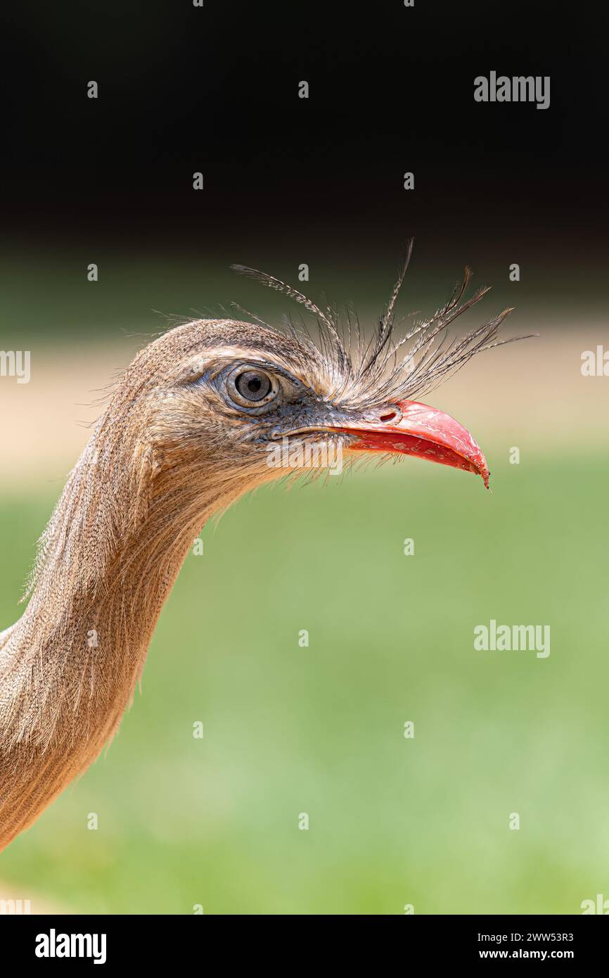 Red Legged Seriema Animal of the species Cariama cristata Stock Photo ...