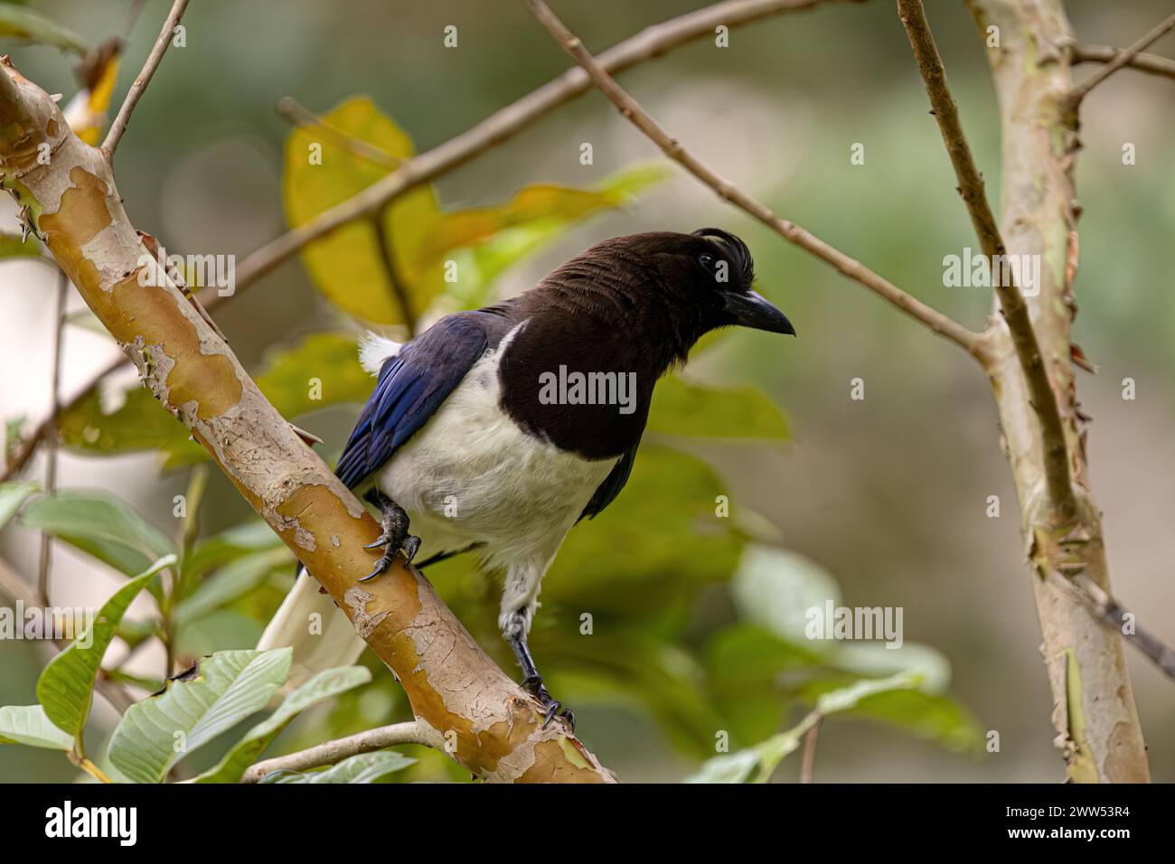 Curl crested Jay Bird of the species Cyanocorax cristatellus Stock ...