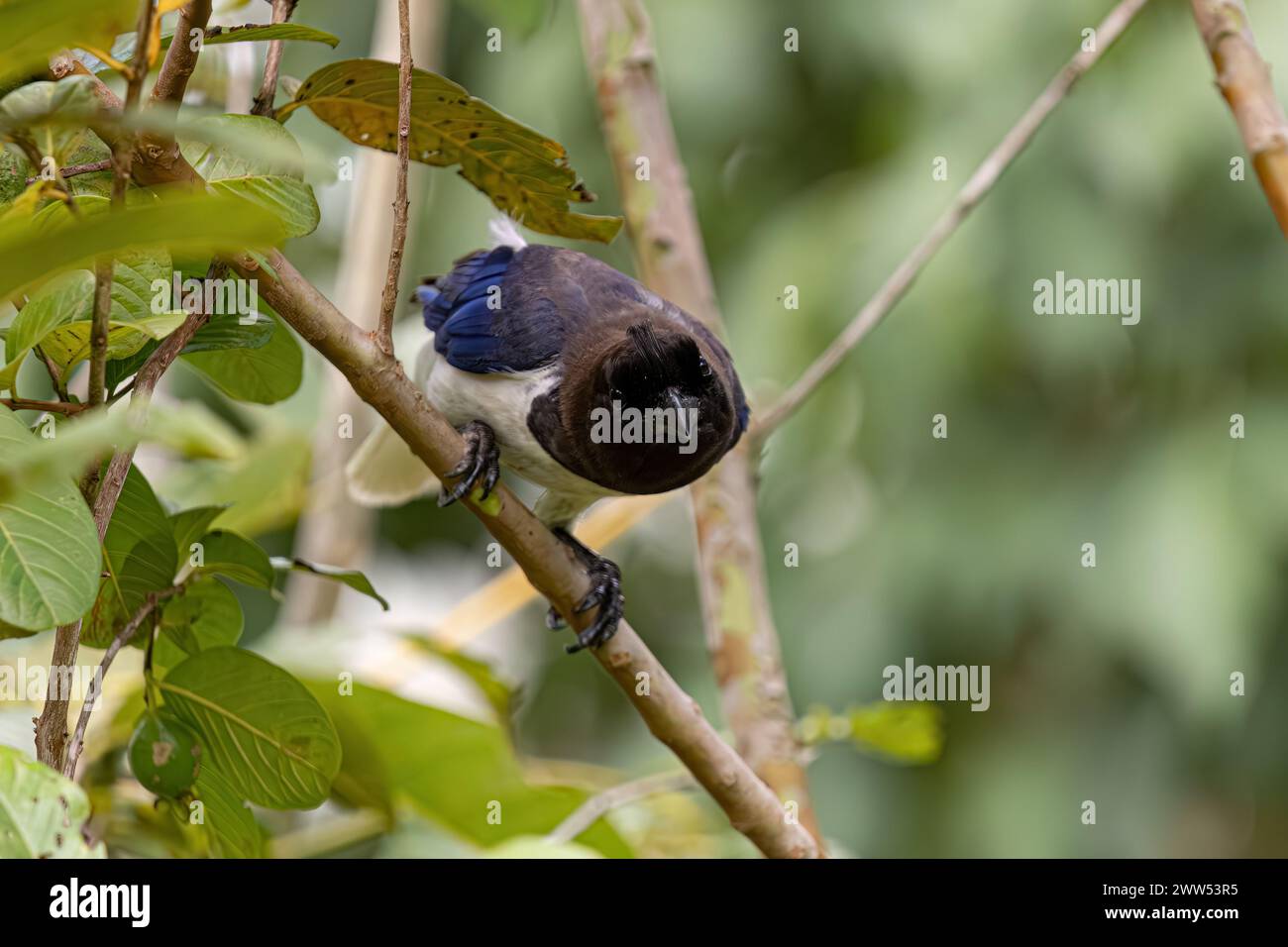 Curl crested Jay Bird of the species Cyanocorax cristatellus Stock ...