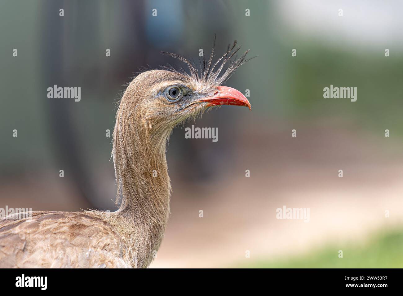 Red Legged Seriema Animal of the species Cariama cristata Stock Photo ...