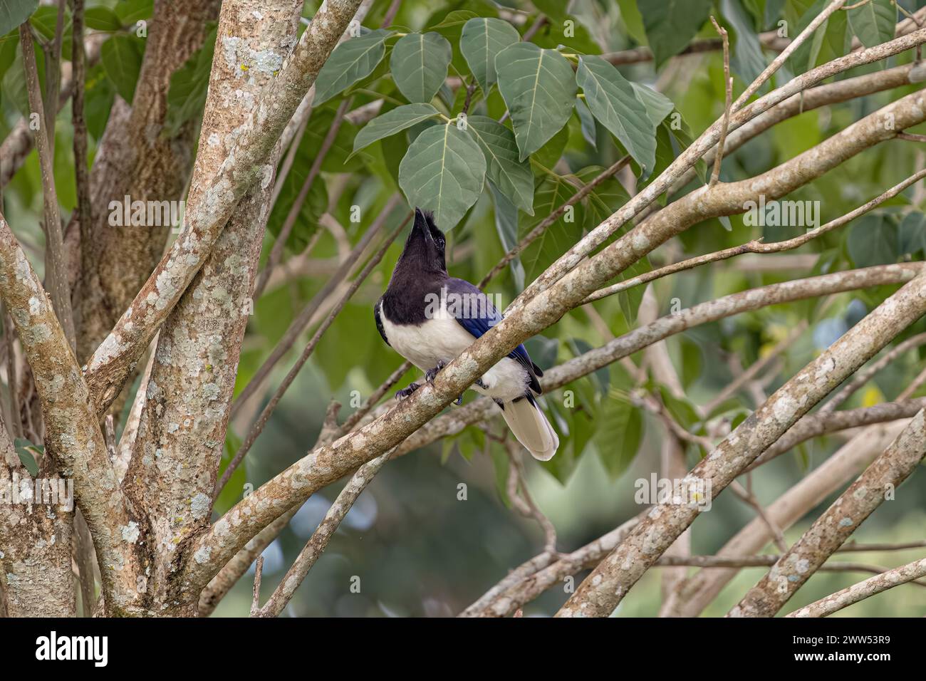 Curl crested Jay Bird of the species Cyanocorax cristatellus Stock Photo - Alamy