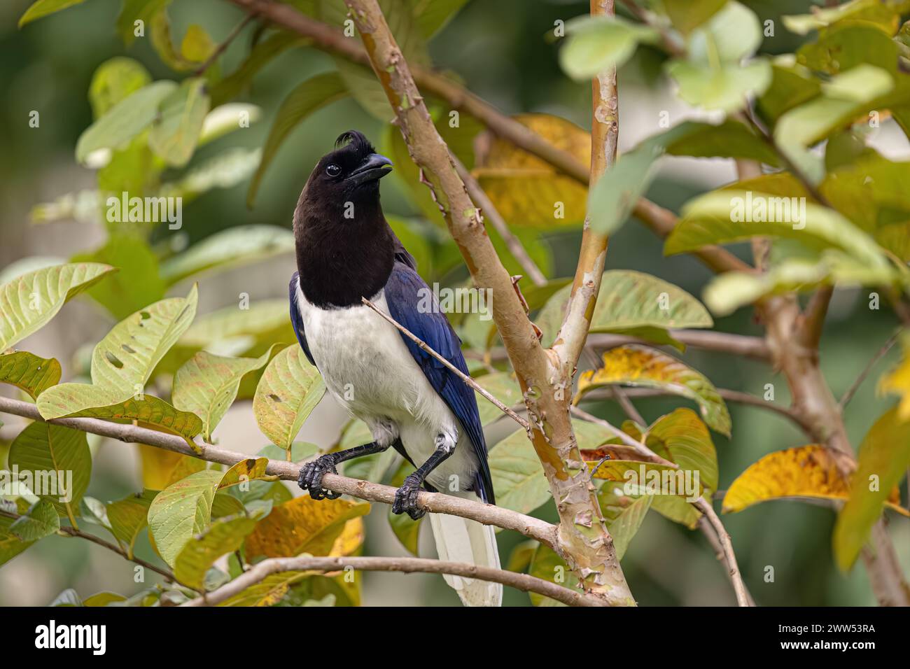 Curl crested Jay Bird of the species Cyanocorax cristatellus Stock ...