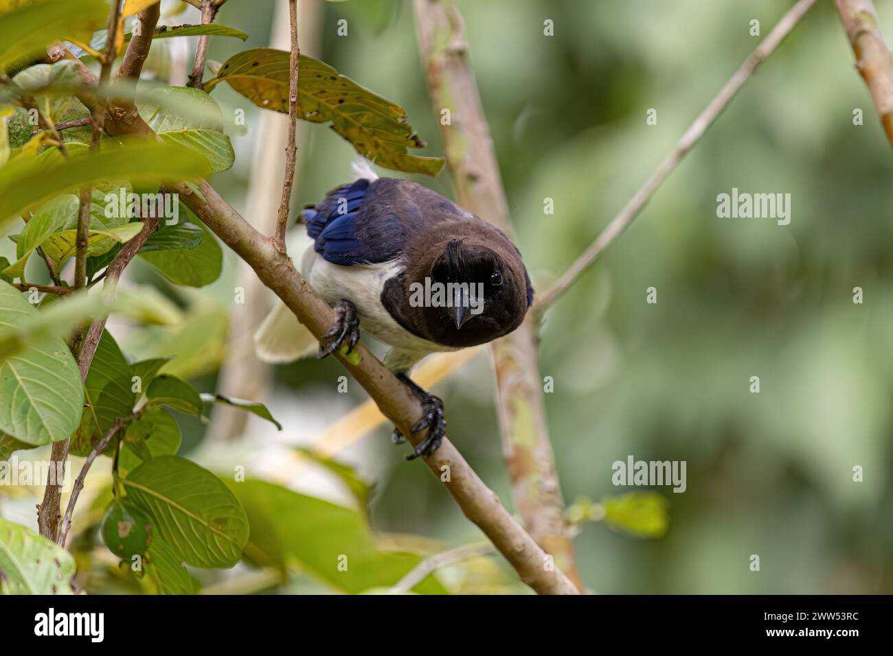 Curl crested Jay Bird of the species Cyanocorax cristatellus Stock ...