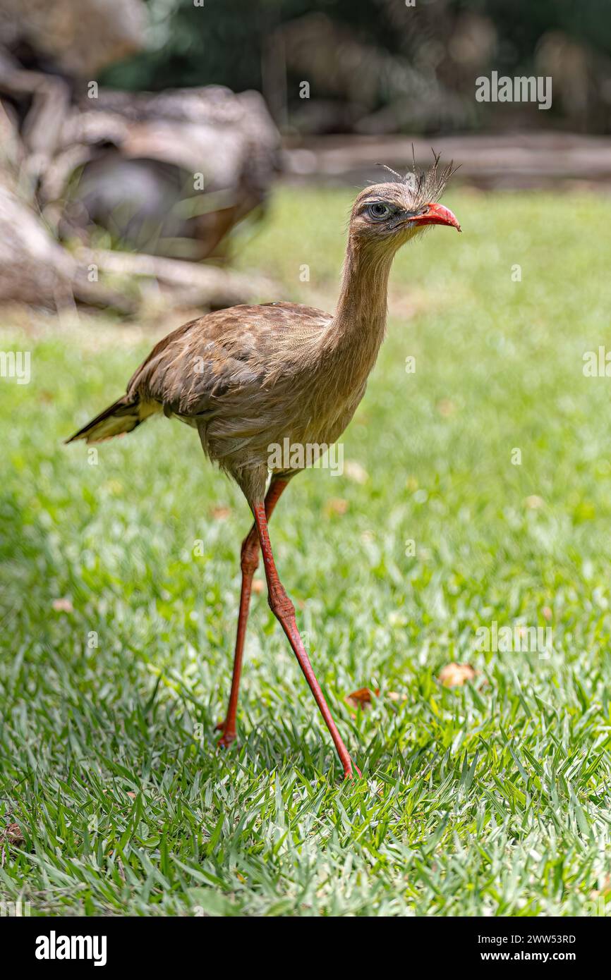 Red Legged Seriema Animal of the species Cariama cristata Stock Photo ...