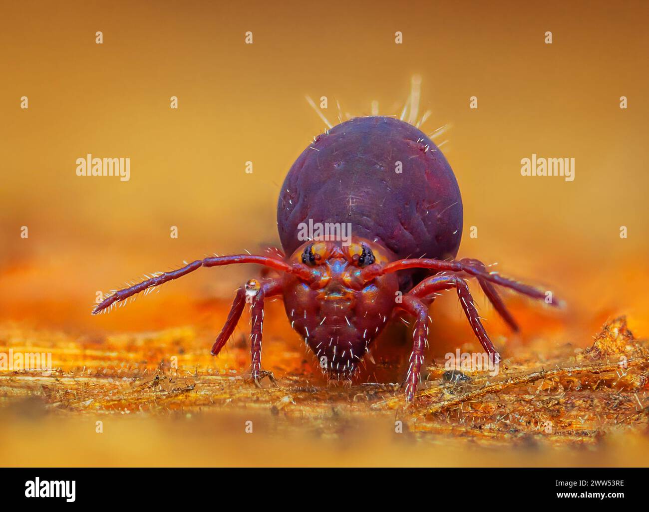 Globular springtail Dicyrtomina ornata or fusca in very close view ...