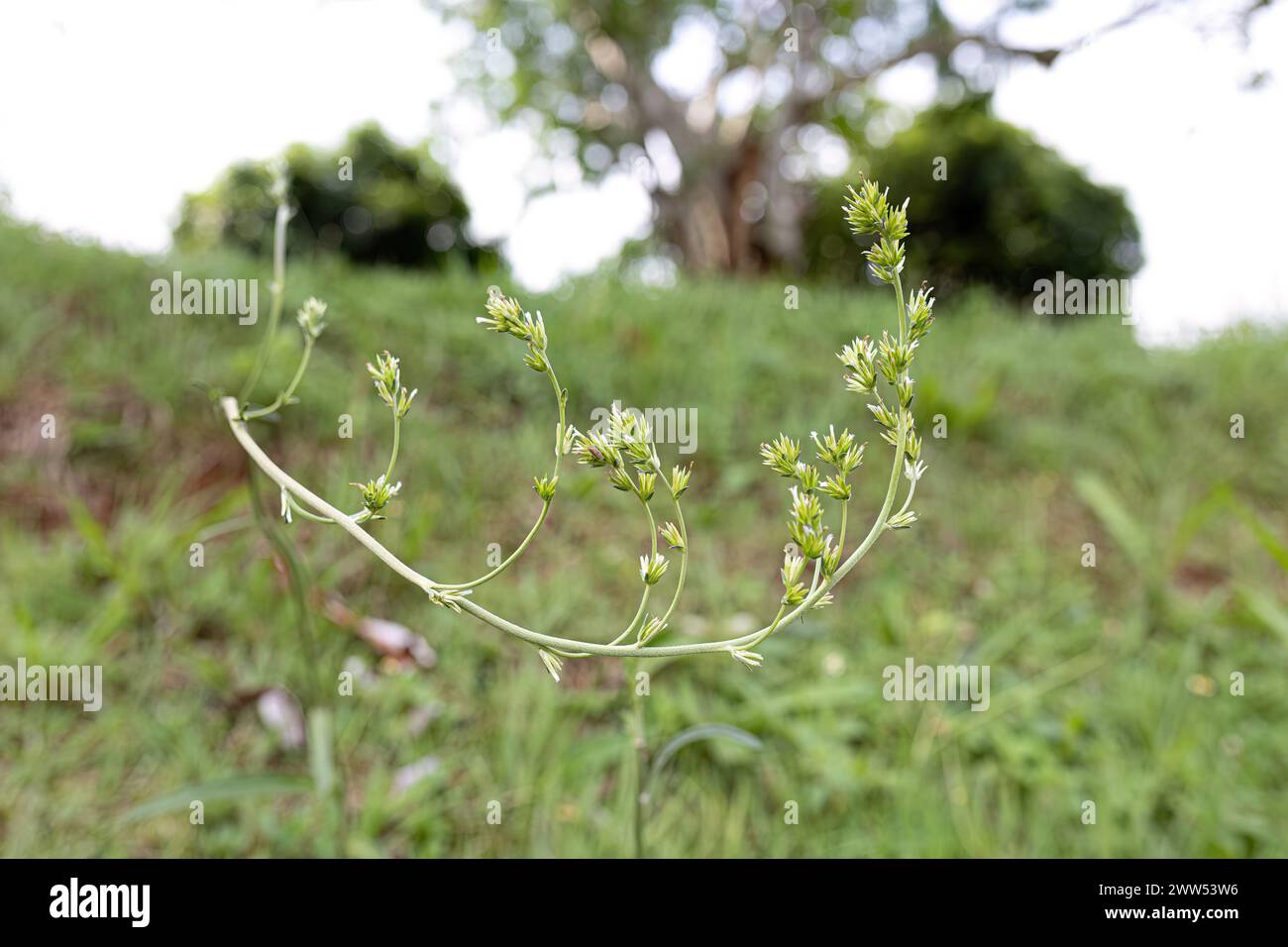 Small Flowers of a Plant of the Order Poales Stock Photo - Alamy