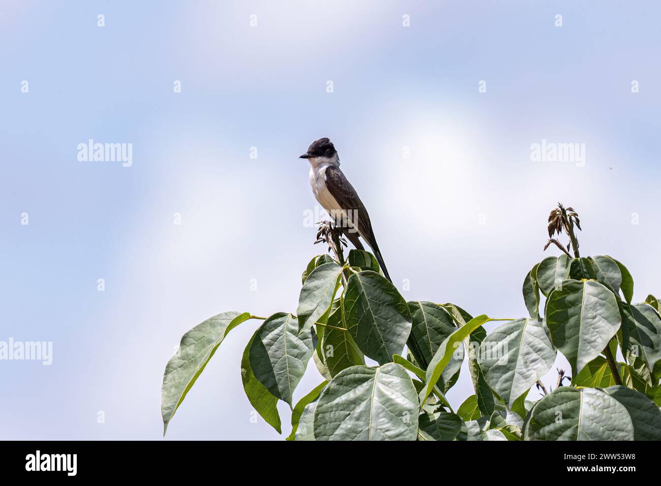 Fork tailed Flycatcher Bird of the species Tyrannus savana Stock Photo ...