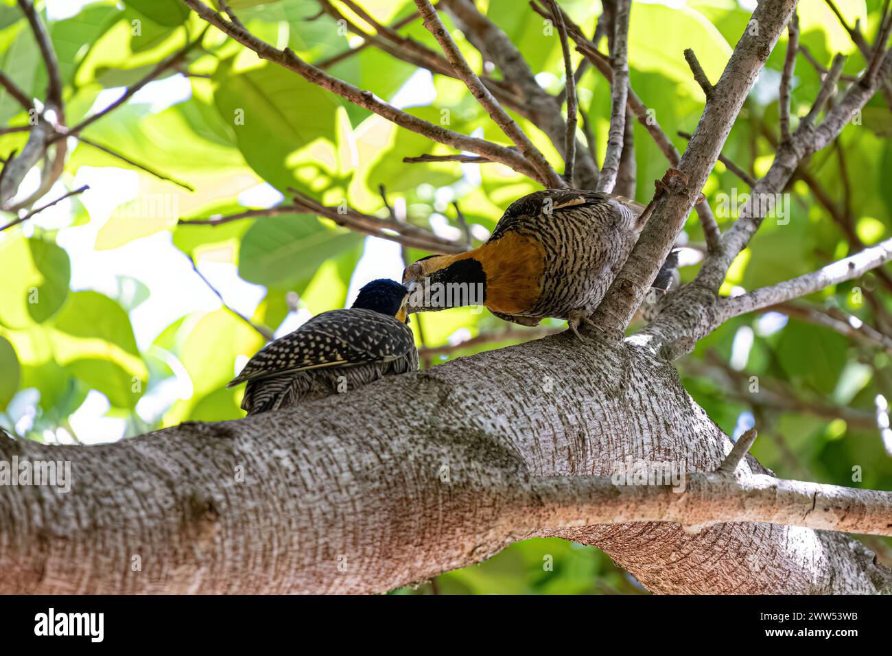 Campo Flicker Bird of the species Colaptes campestris Stock Photo - Alamy