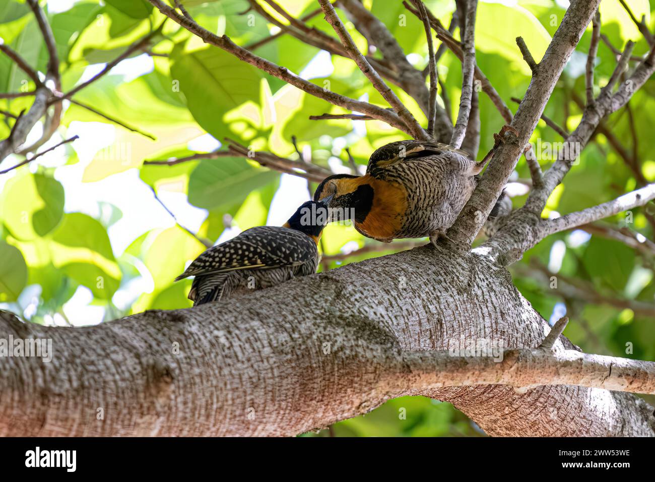 Campo Flicker Bird of the species Colaptes campestris Stock Photo - Alamy