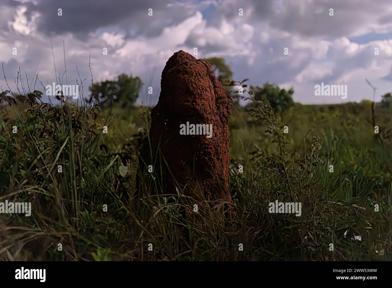 Large termite mound in the Brazilian cerrado with bioluminescence from ...