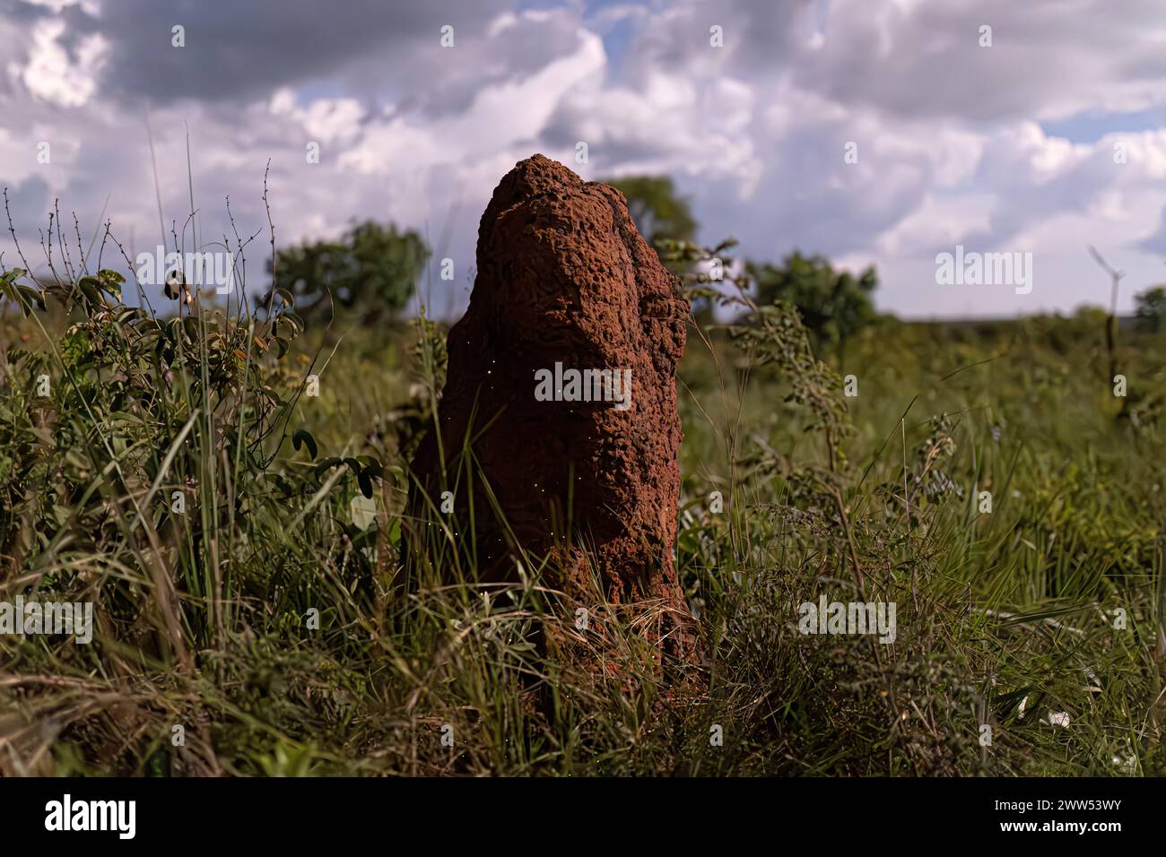 Large termite mound in the Brazilian cerrado with bioluminescence from ...